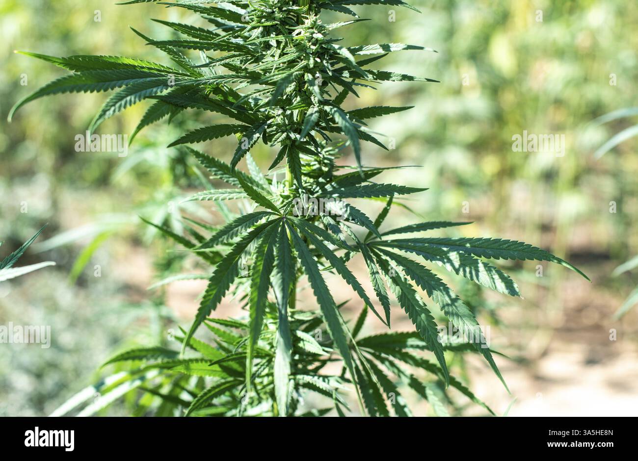 Marijuana farm. Growing industrially Marijuana for pharmaceutical needs ...