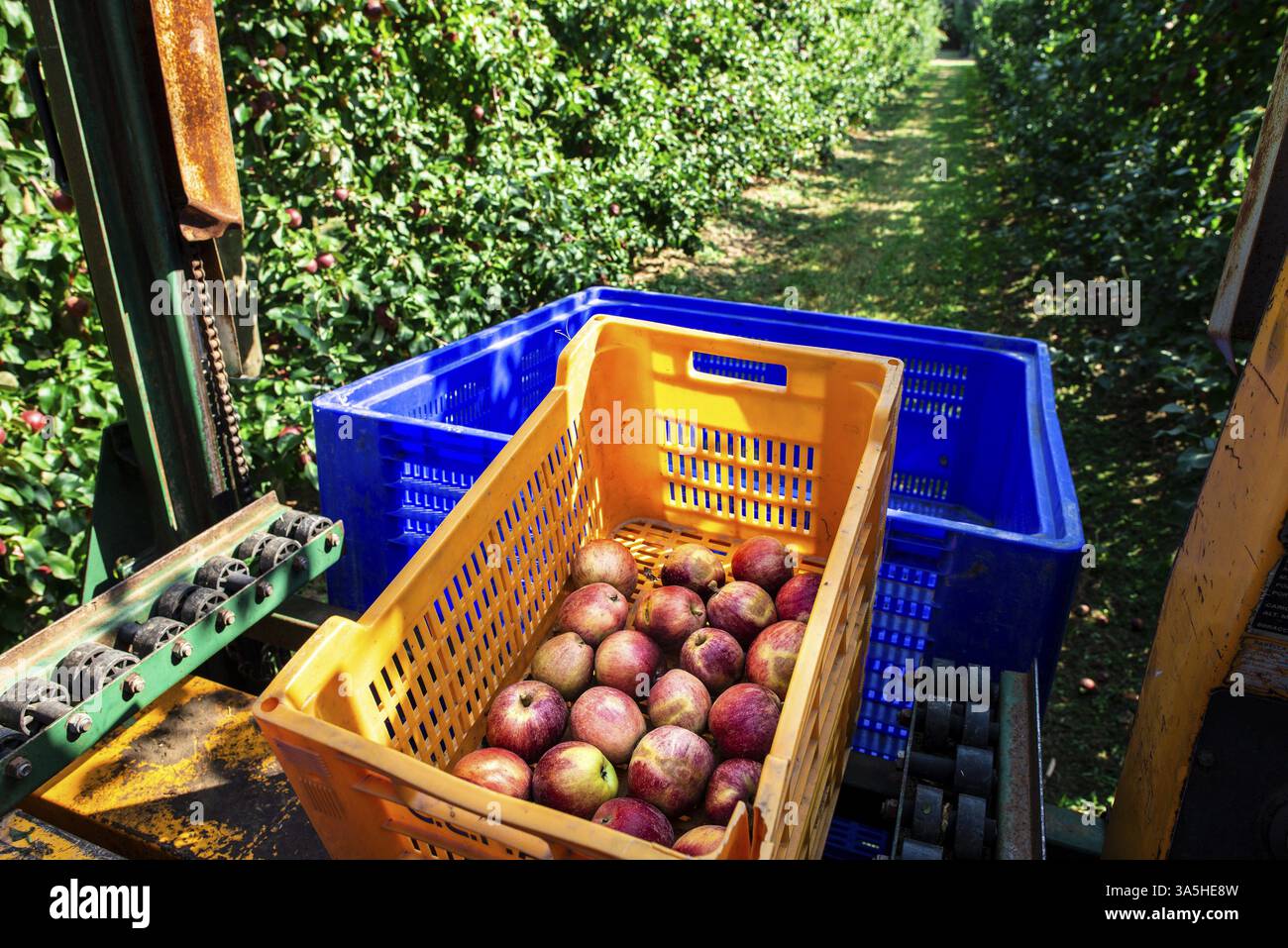 Harvest apples in big industrial apple orchard. Machine and crate for ...