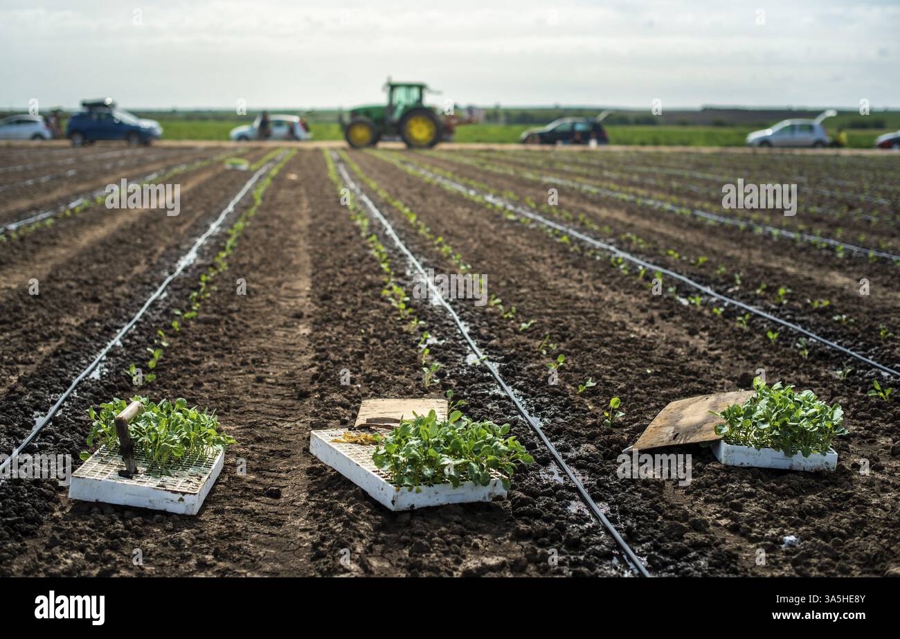 Seedlings in crates on the agriculture land. Planting new plants in ...