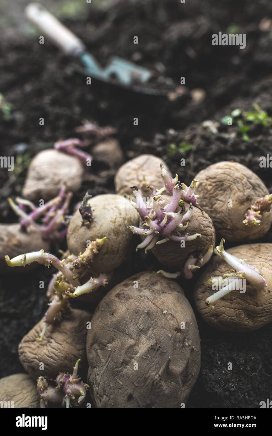 Planting potatoes in small bio garden Stock Photo - Alamy