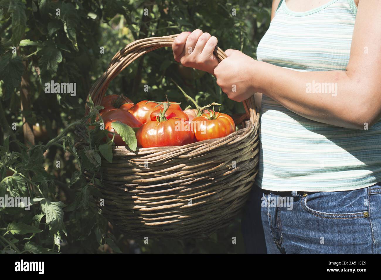 Nutrition in tomato hi-res stock photography and images - Alamy