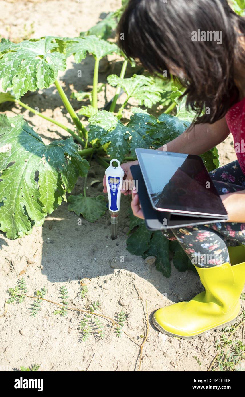 Farmer measure soil in Zucchini plantation. Soil measure device and ...