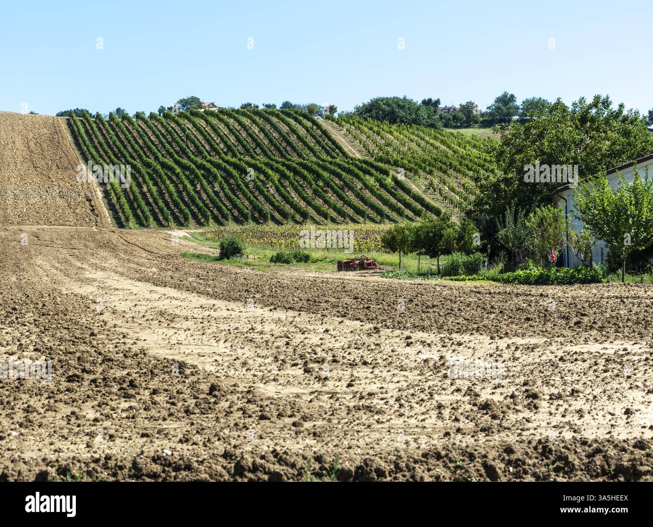 Vineyards in rows and Tilled ground soil. Vineyard farm landscape in ...