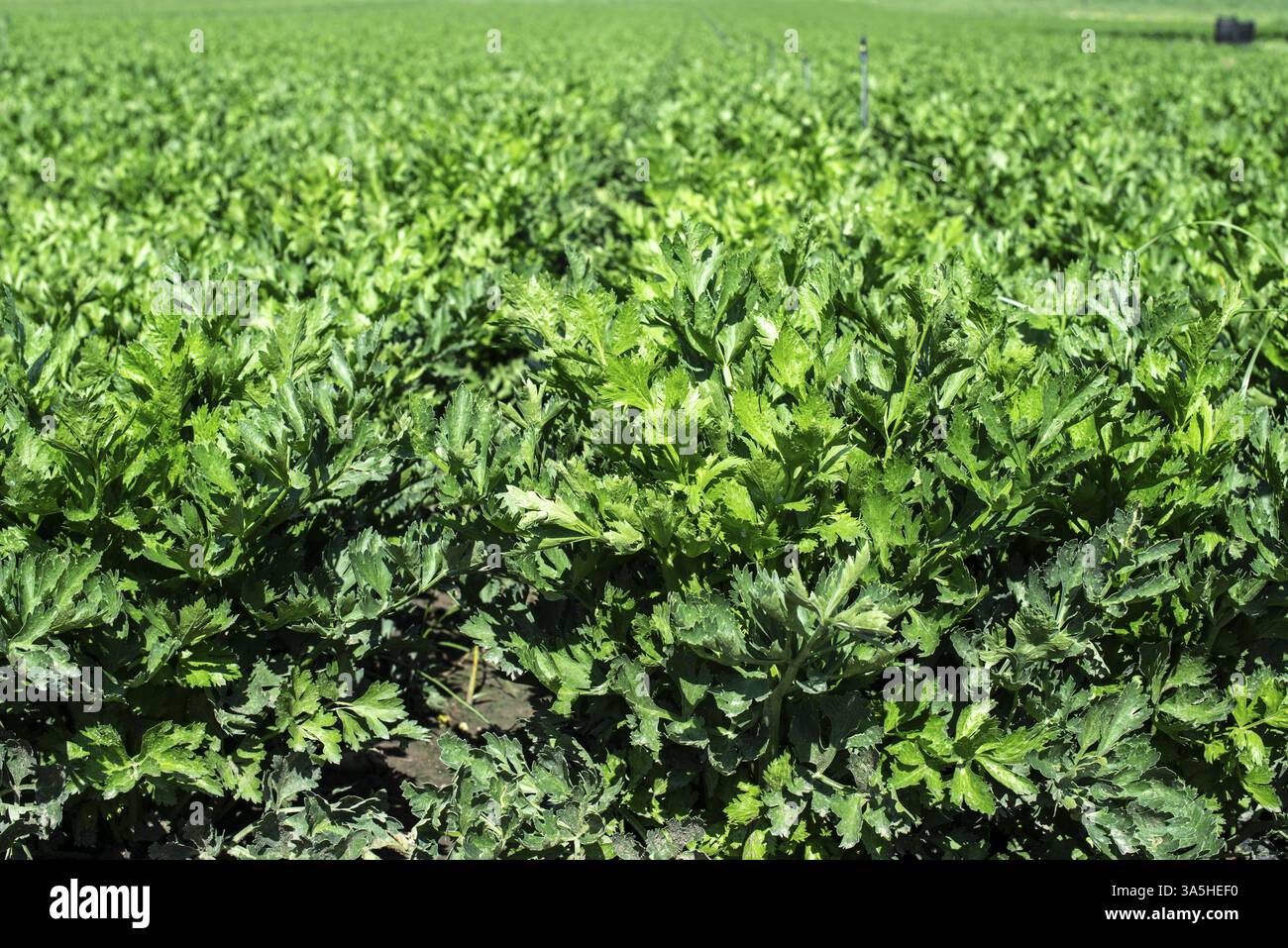 Growing Celery On Plantation. Celery plants in rows. Big celary farm ...