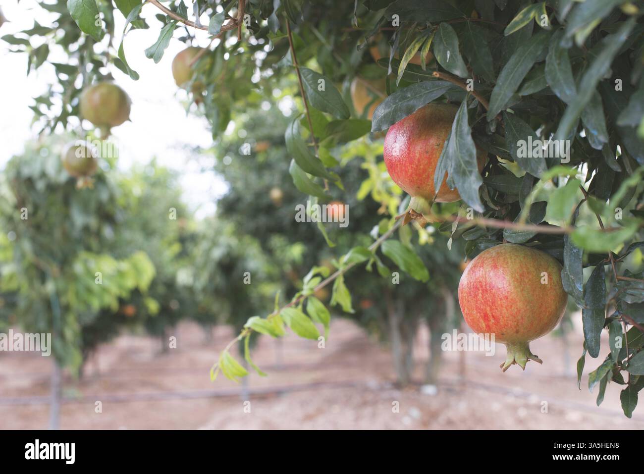 Pomegranate trees with fruits Stock Photo - Alamy