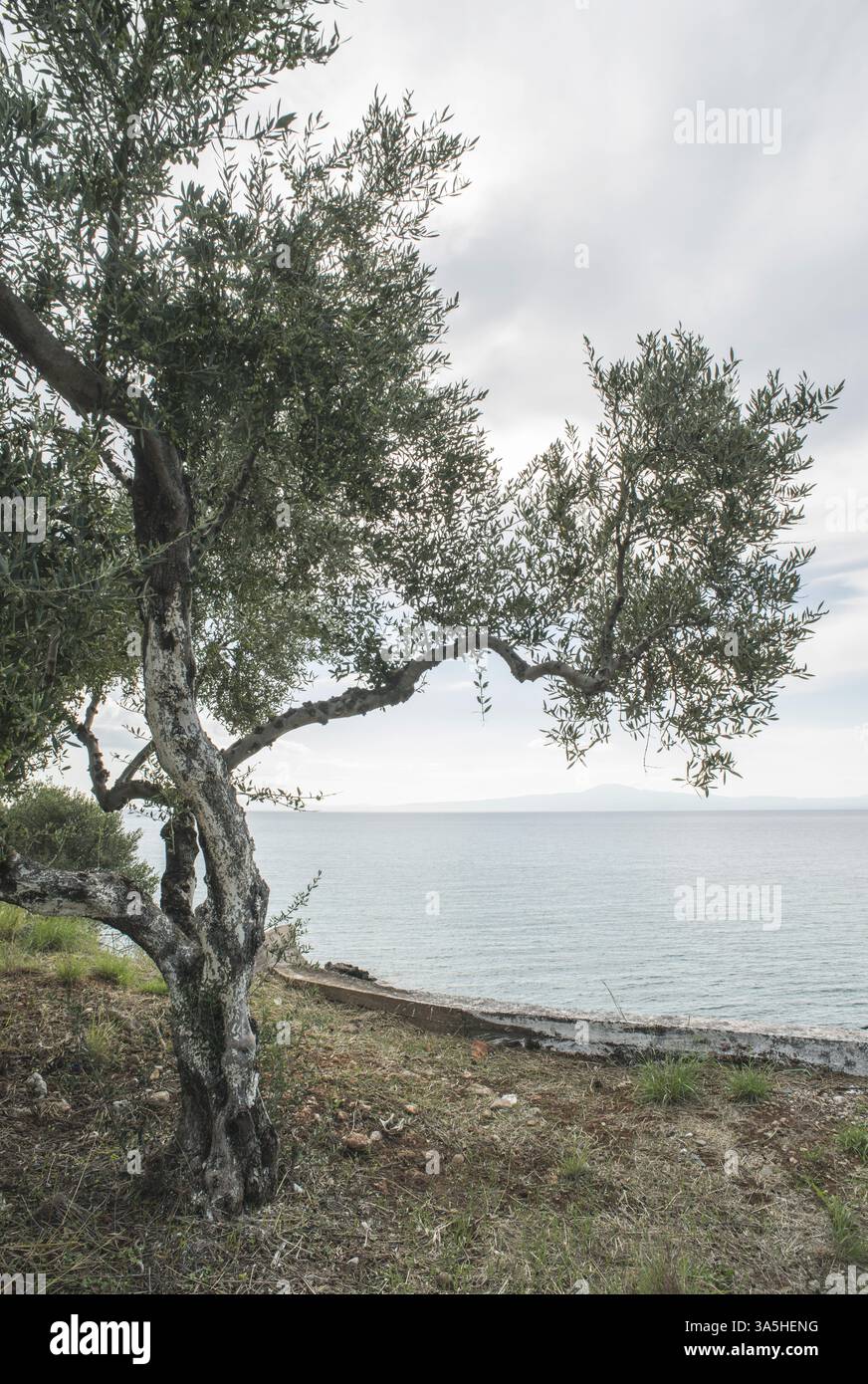 Olive tree on the beach. Blue sky Stock Photo - Alamy