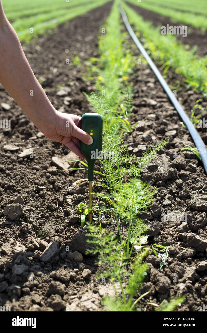 Fennel plantation. Measure soil contents with digital device. Growing ...