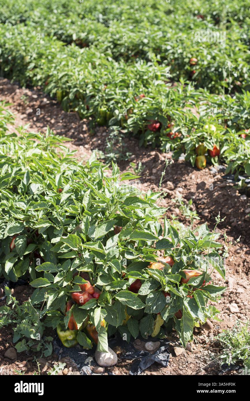 Growing peppers in the field. Close up peppers Stock Photo - Alamy