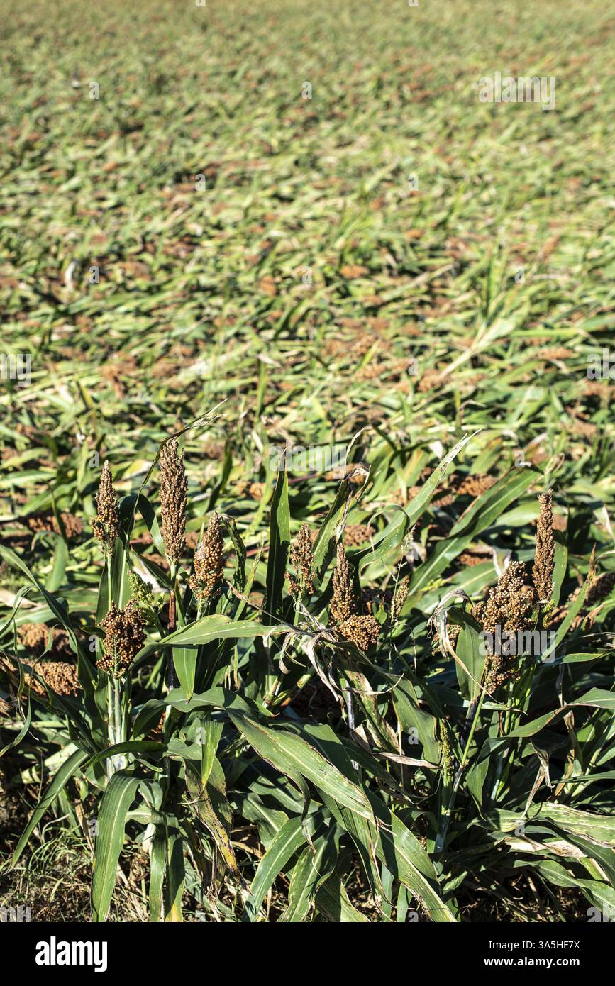Millet plantations in the field. Bundles of millet seeds. Millet farm ...