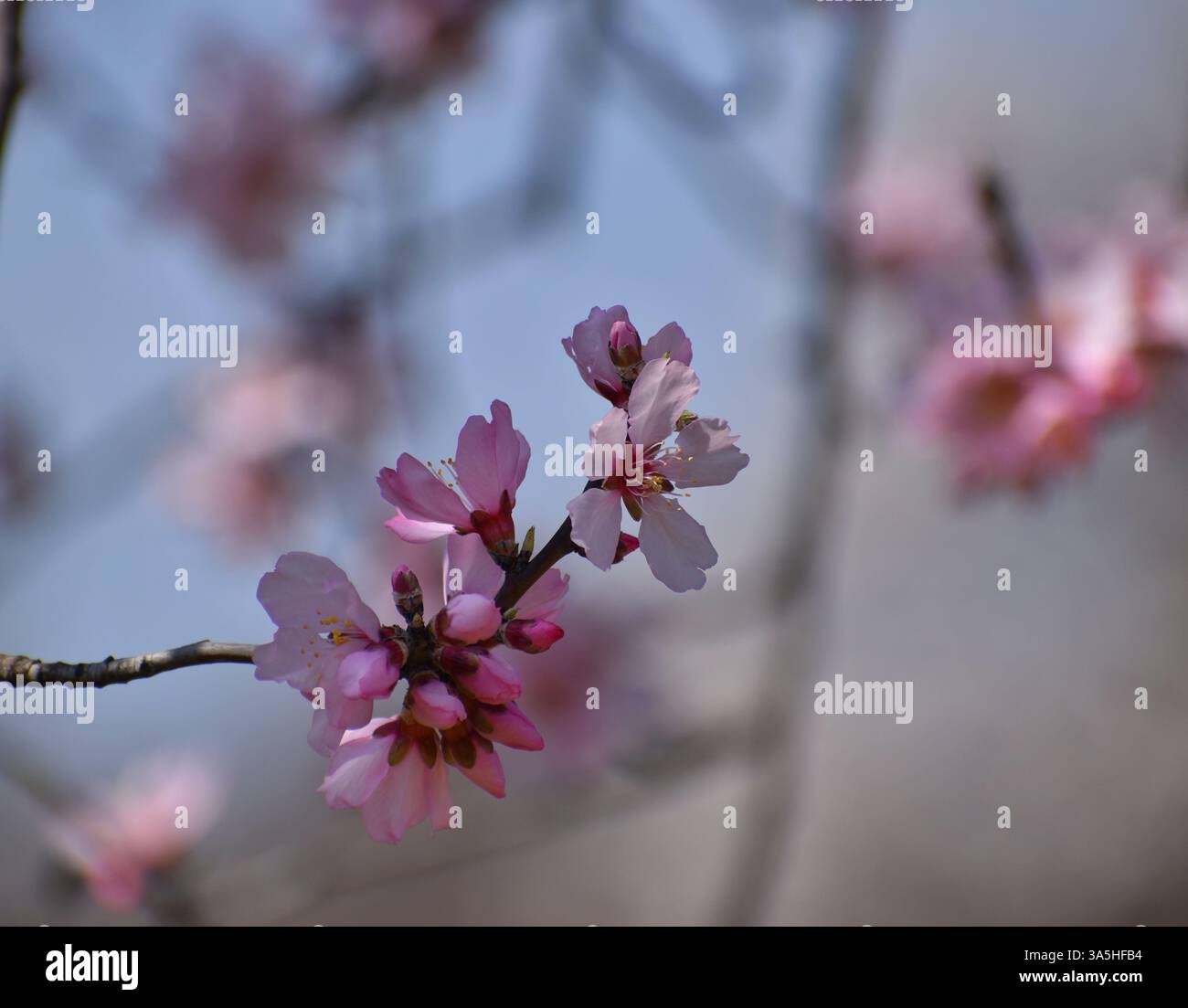 white almond blossom flowers are seen early spring across Badawari ...