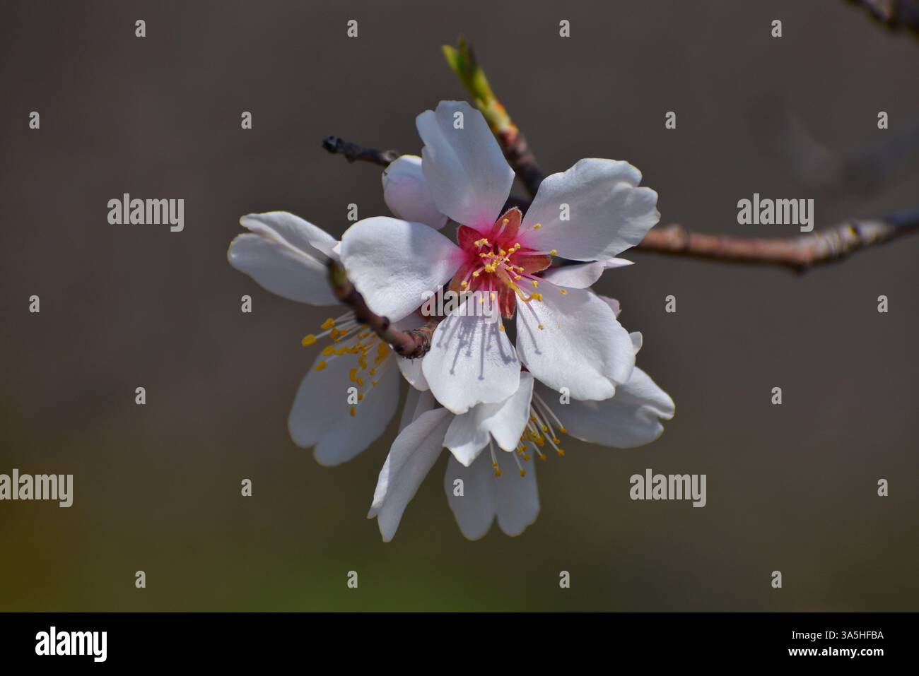 white almond blossom flowers are seen early spring across Badawari ...