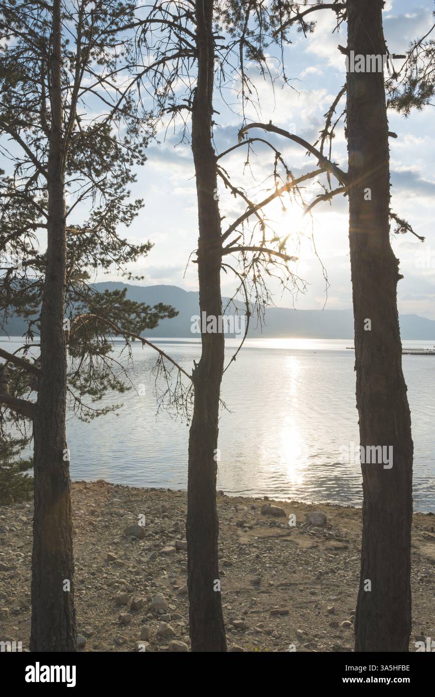 Coniferales pinales single tree trees tree hi-res stock photography and ...