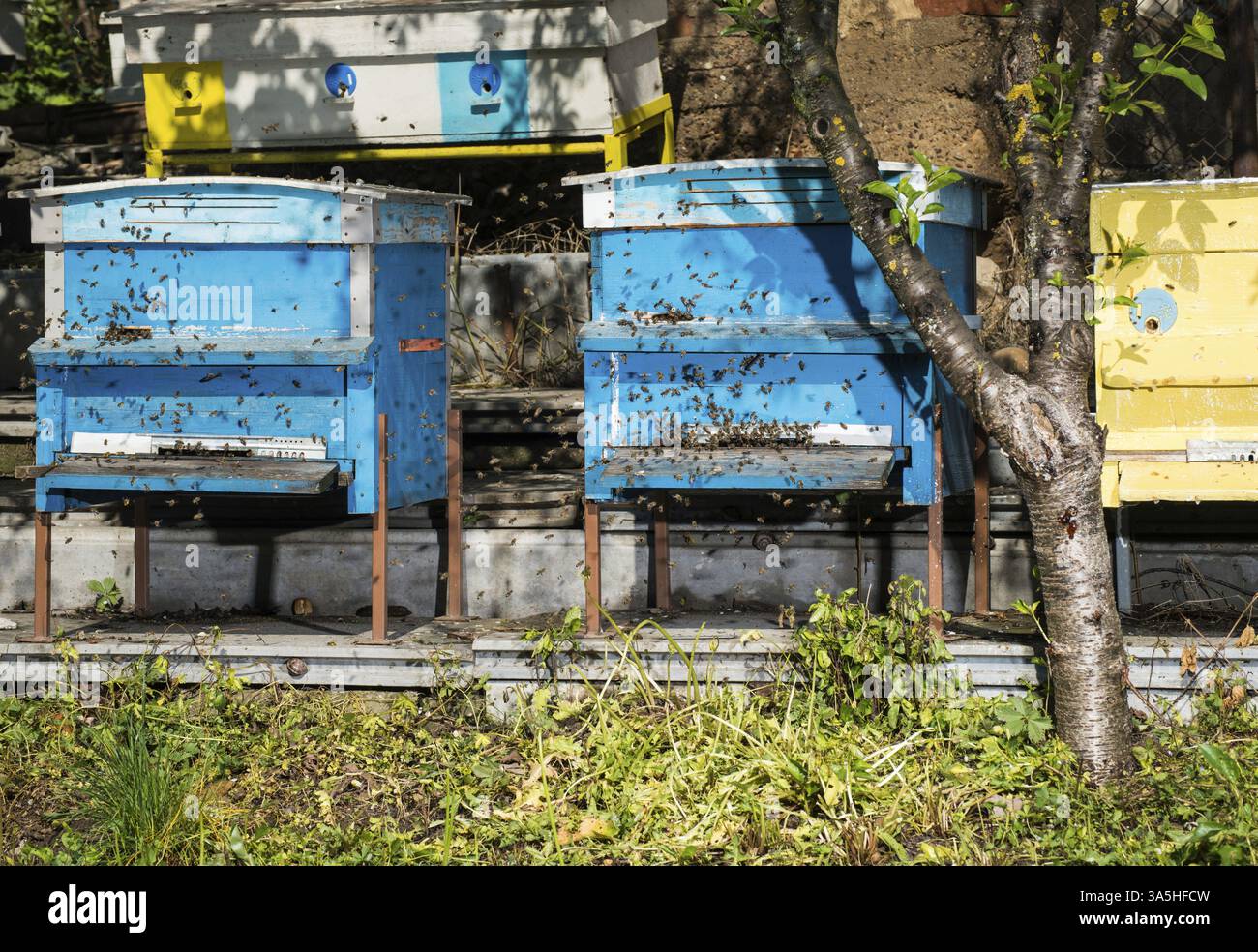 Swarm of bees fly to beehive. Sun light Stock Photo - Alamy