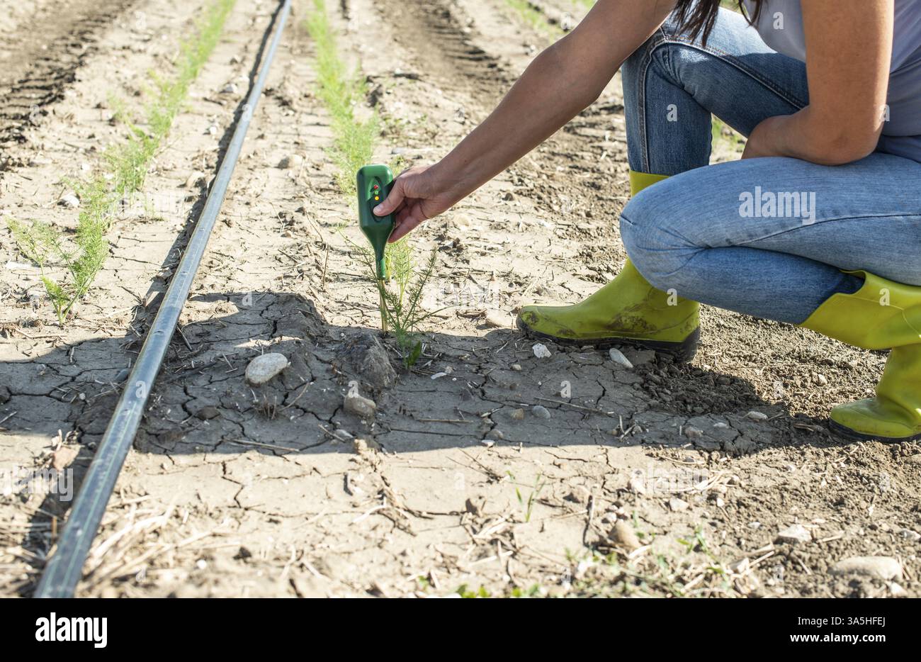 Farmer measure soil with digital device in fennel plantation. Sunny day ...