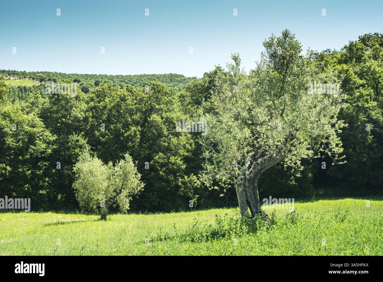 Olive trees in Italy, Tuscany Stock Photo - Alamy