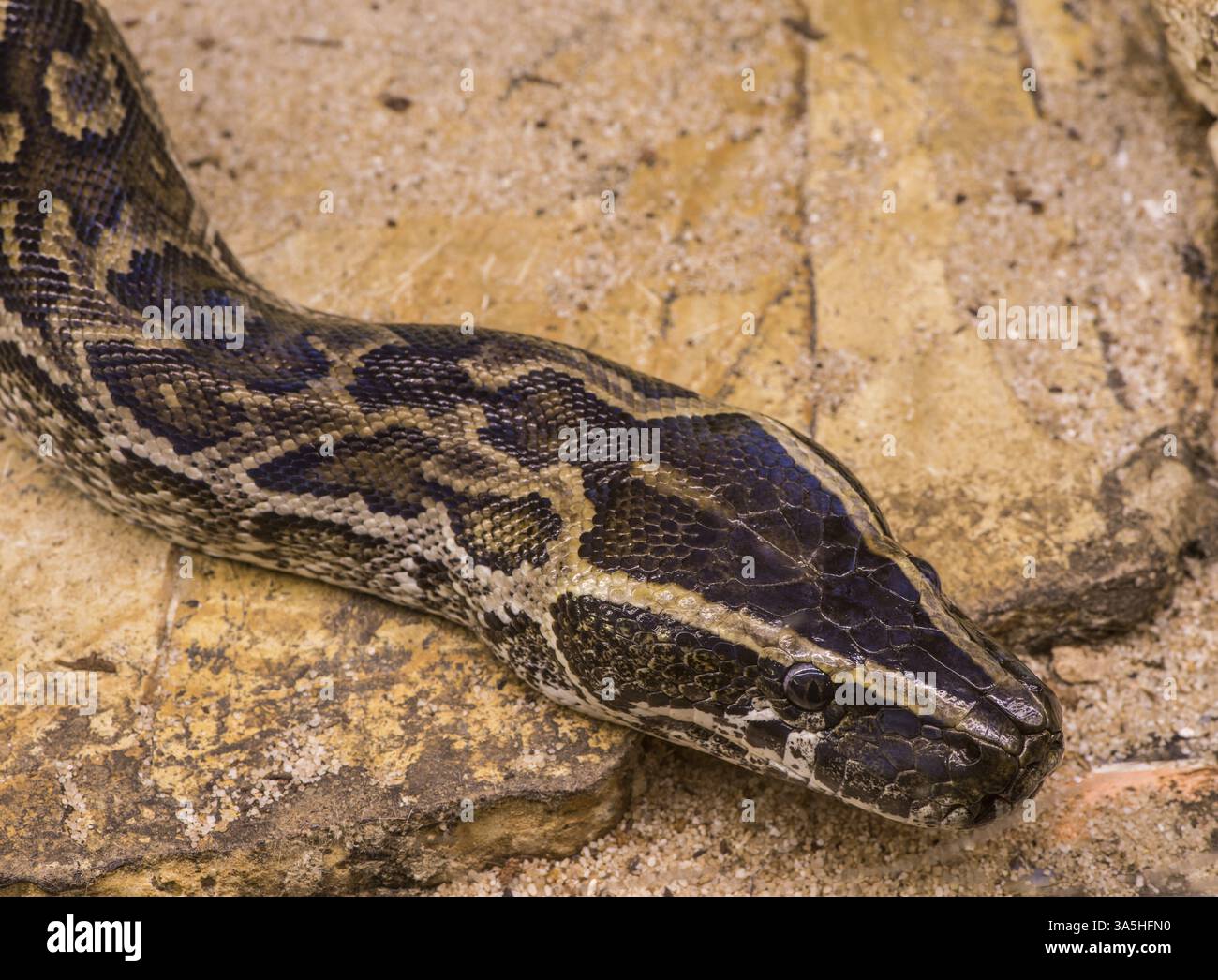 Chicken snake creeps on the earth Stock Photo - Alamy