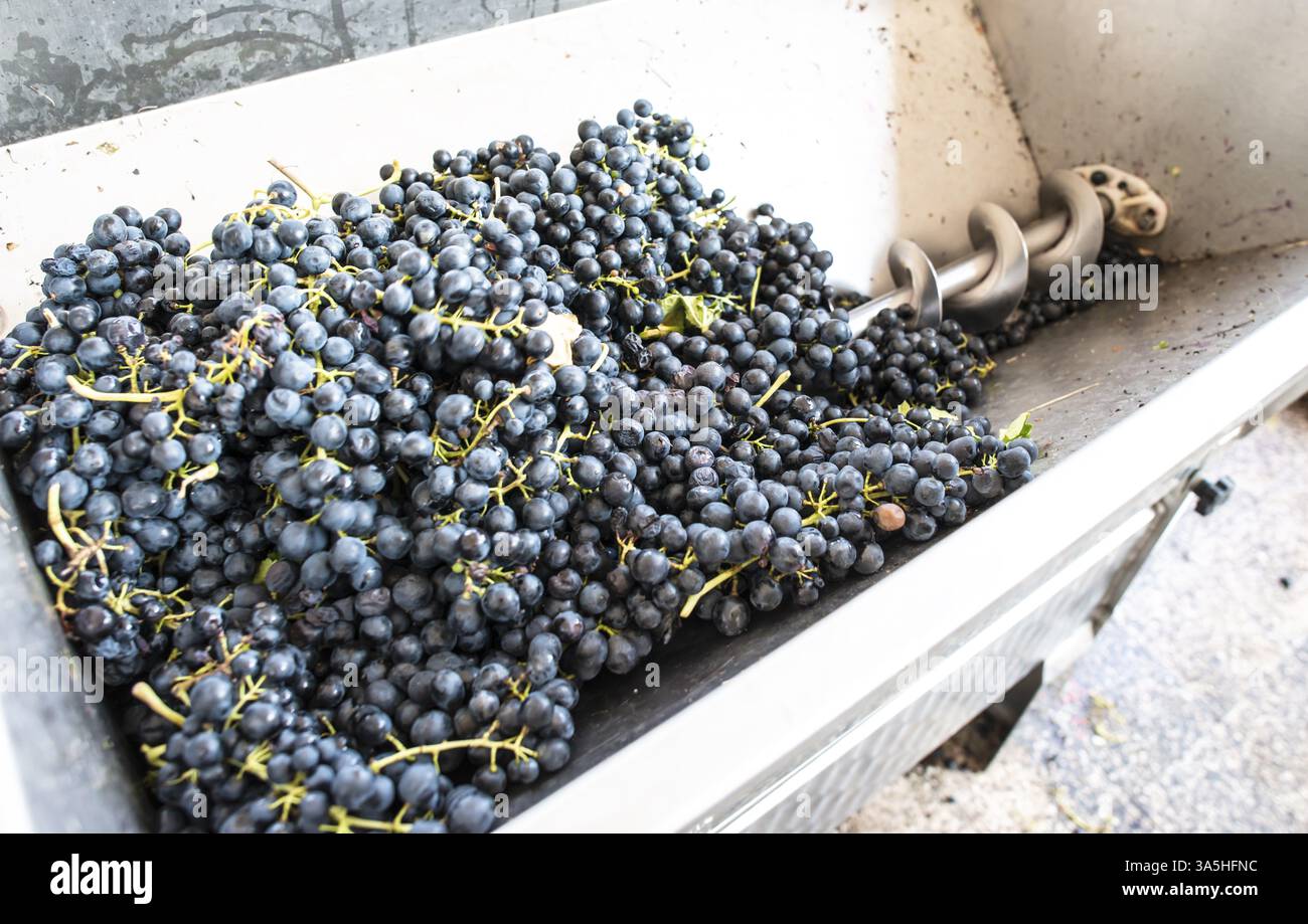 Industrial grape harvesting machine hi-res stock photography and images ...