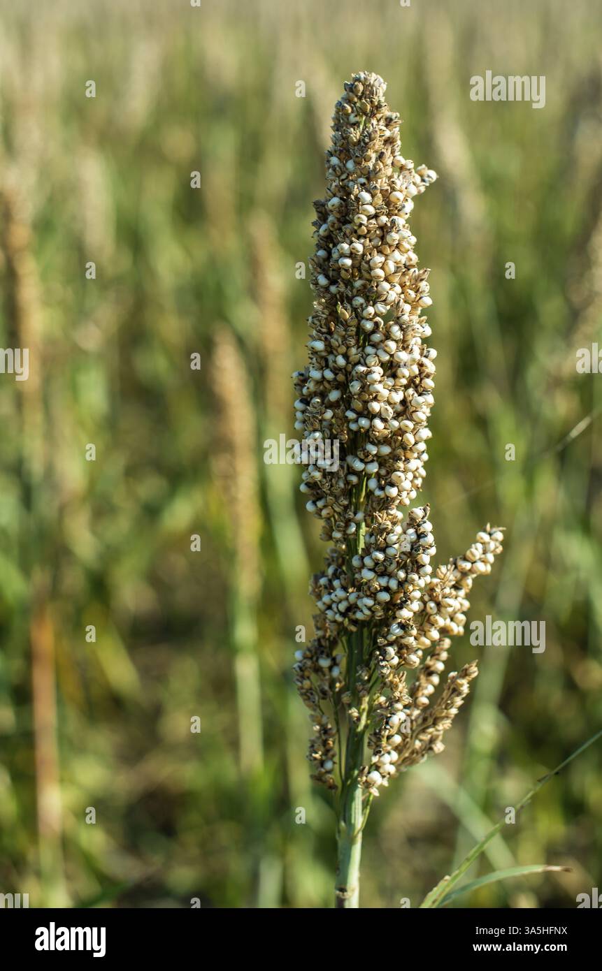 Millet plantations in the field. Bundles of millet seeds. Millet farm ...
