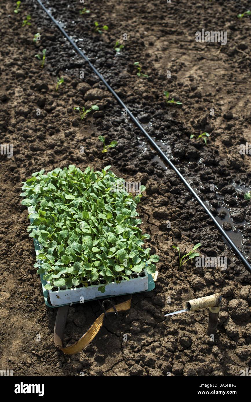Seedlings in crates on the agriculture land. Planting new plants in ...