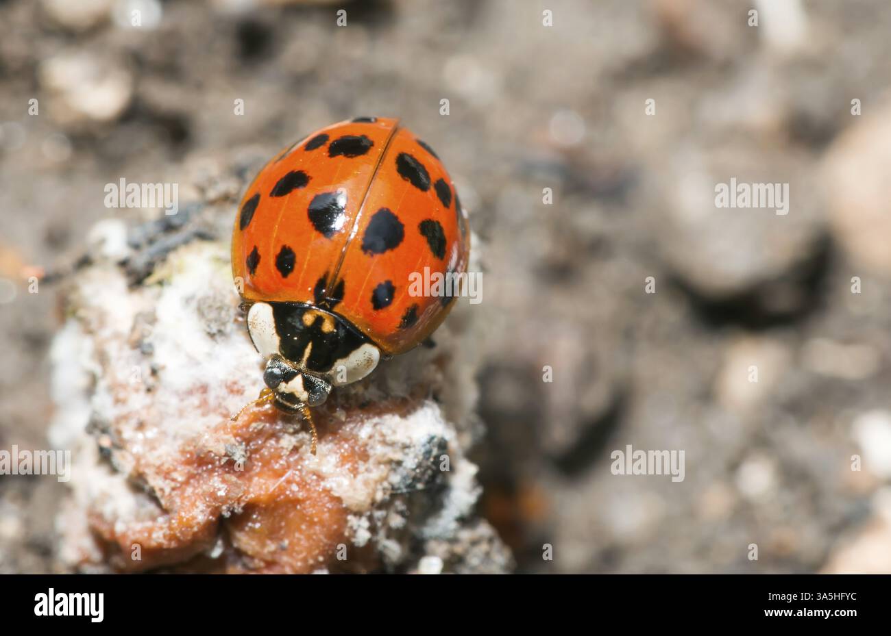 Macro photo ladybug hi-res stock photography and images - Alamy