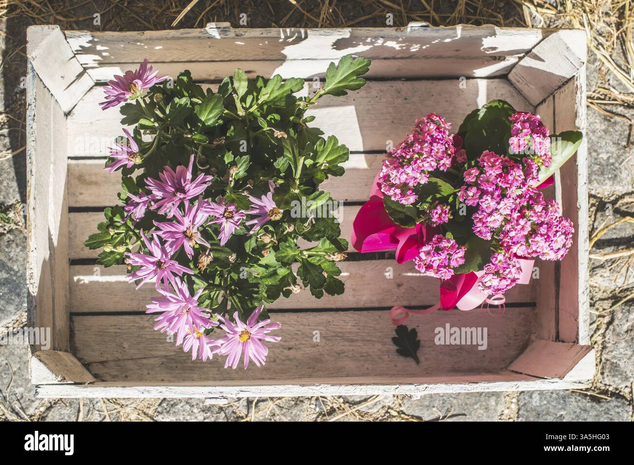 Flowers in white vintage crate Stock Photo - Alamy
