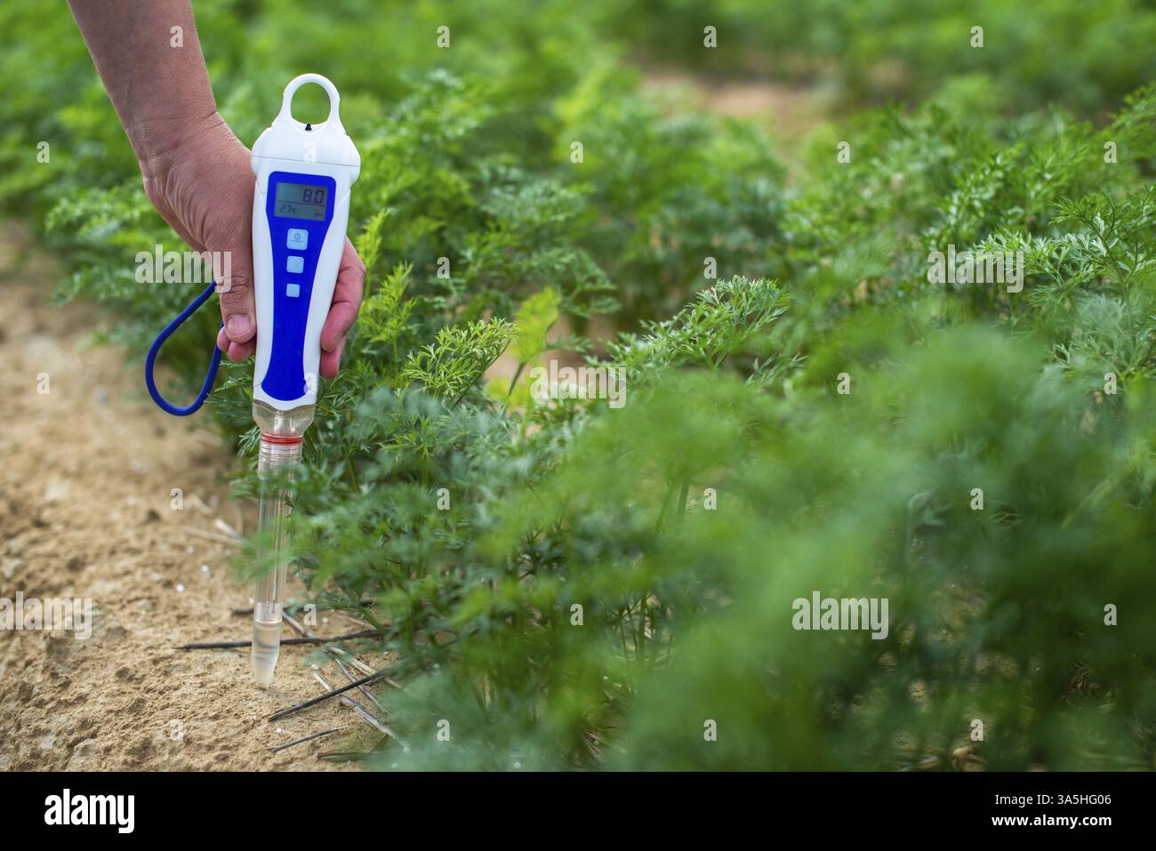 Measure soil with digital device. Green plants and woman farmer measure ...