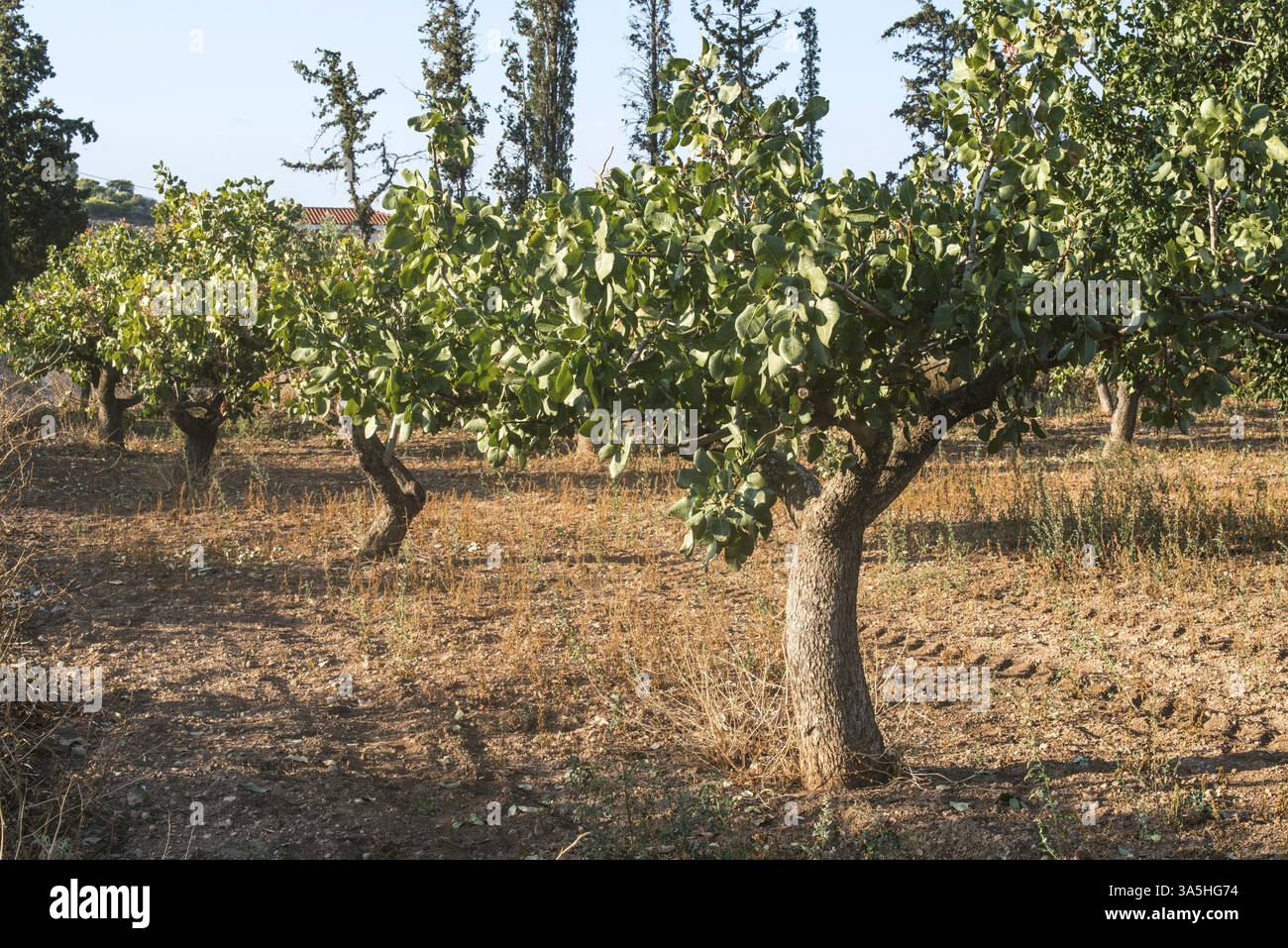 Pistachio trees in Greece. Pistachio plantation. Greece Stock Photo - Alamy