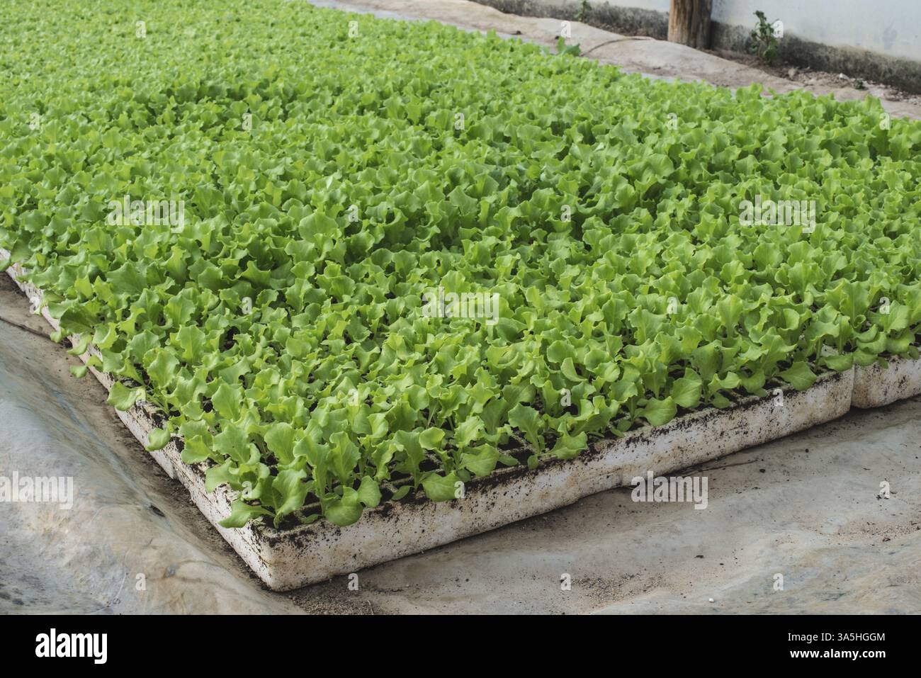 Lettuce plantation seedlings in greenhouse Stock Photo - Alamy