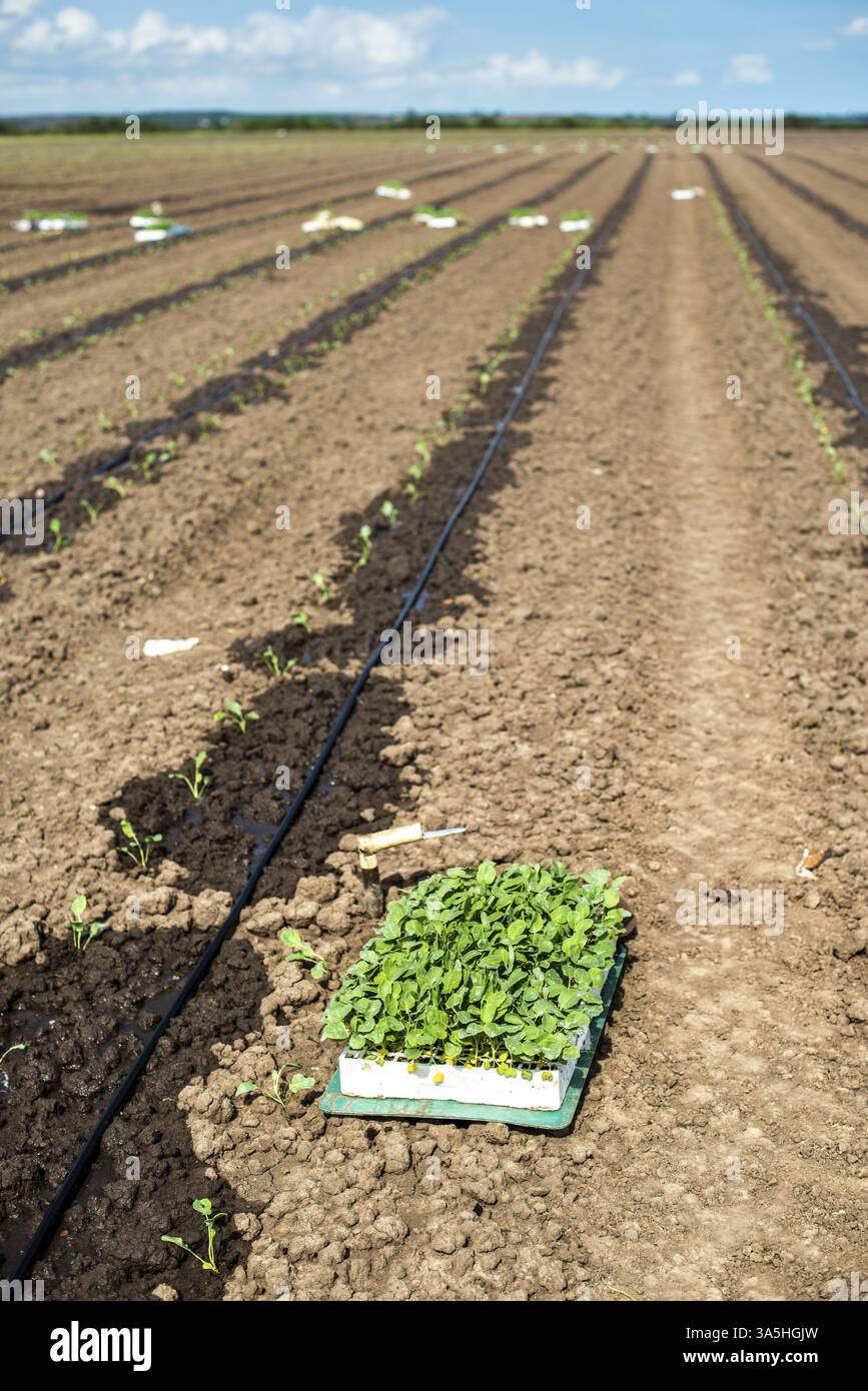 Seedlings in crates on the agriculture land. Planting new plants in ...