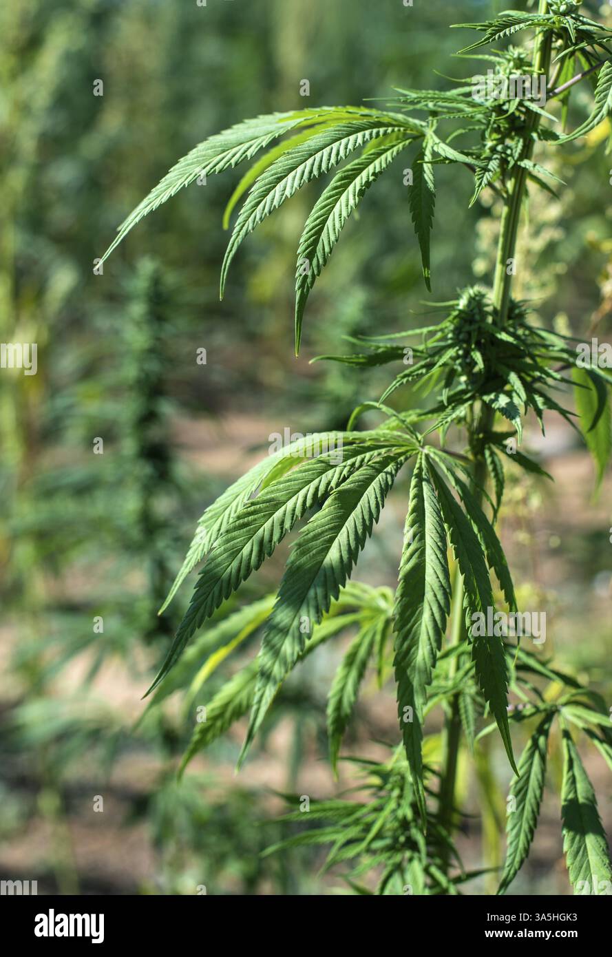 Marijuana farm. Growing industrially Marijuana for pharmaceutical needs ...