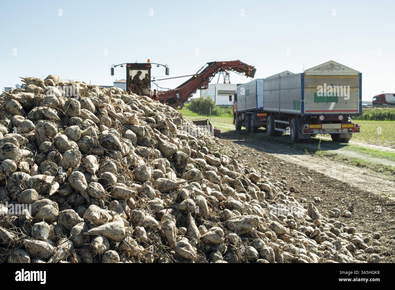 Machine harvest sugarbeet. Heap sugar beet in farm Stock Photo - Alamy