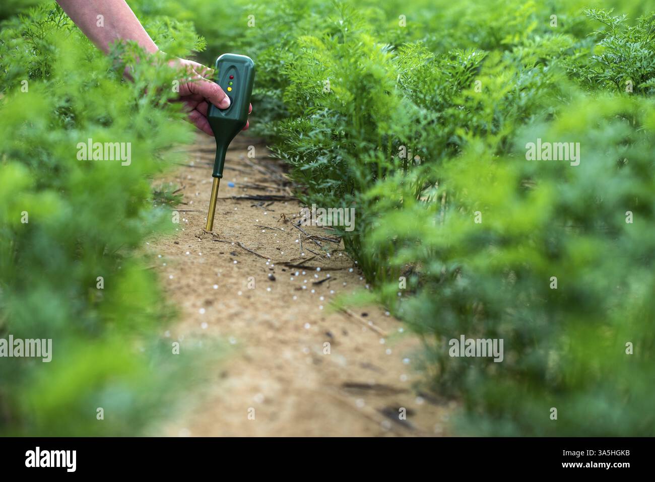 Measure soil with digital device. Green plants and woman farmer measure ...