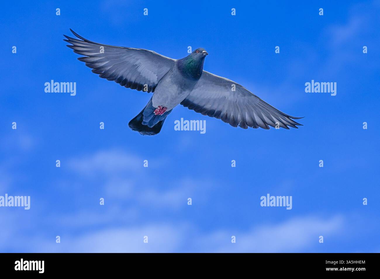Pigeon in flight Stock Photo - Alamy