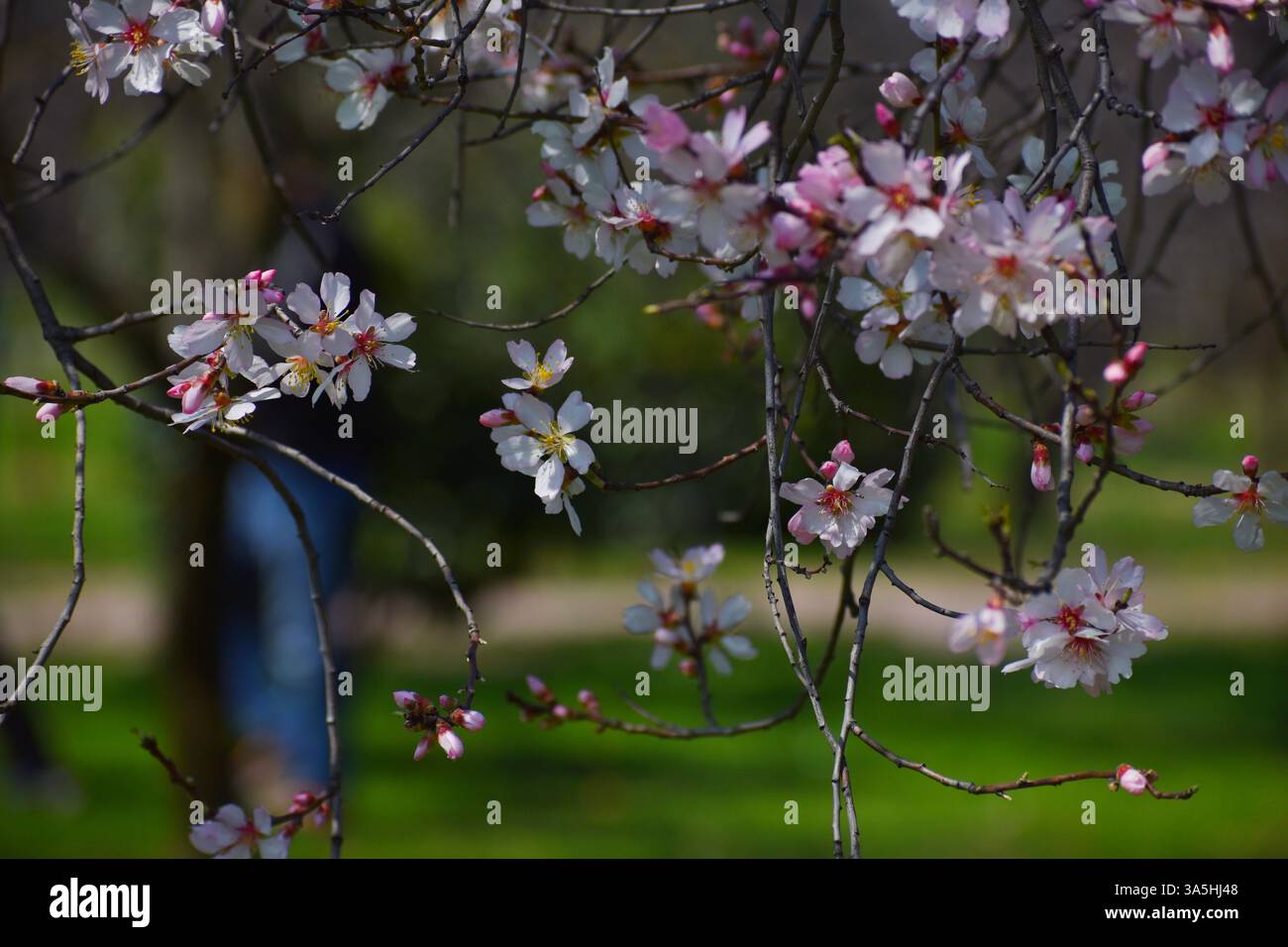 Srinagar, India. 21st Mar, 2025. white almond blossom flowers are seen ...