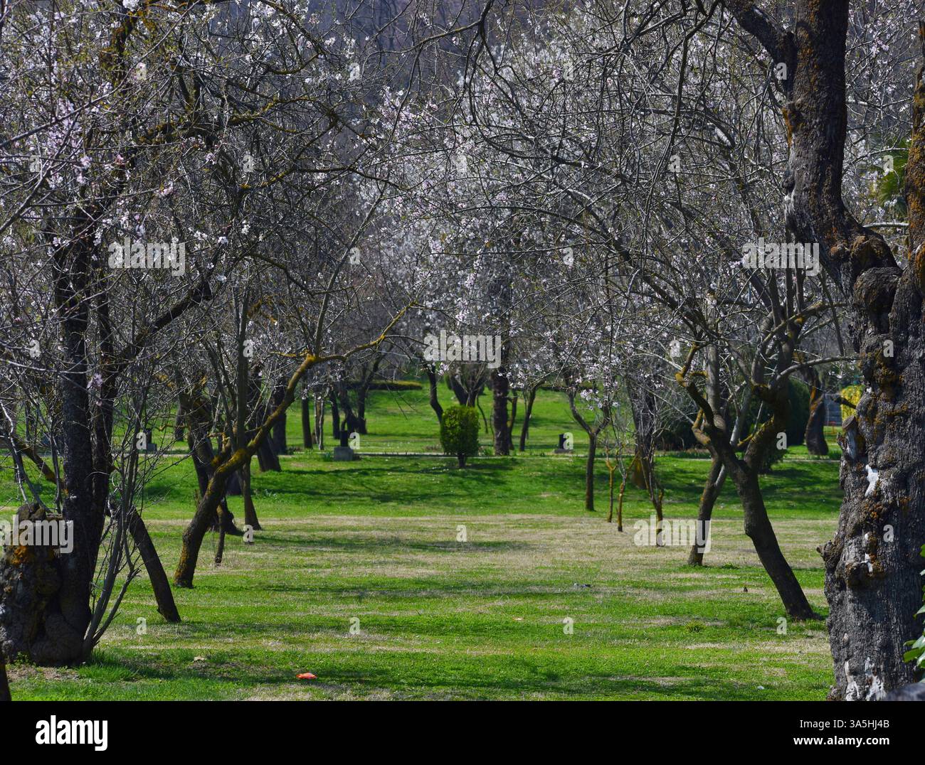 Srinagar, India. 21st Mar, 2025. white almond blossom flowers are seen ...
