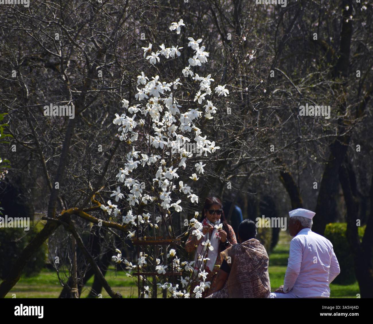 Indian tourists enjoy look the white almond blossom flowers across ...