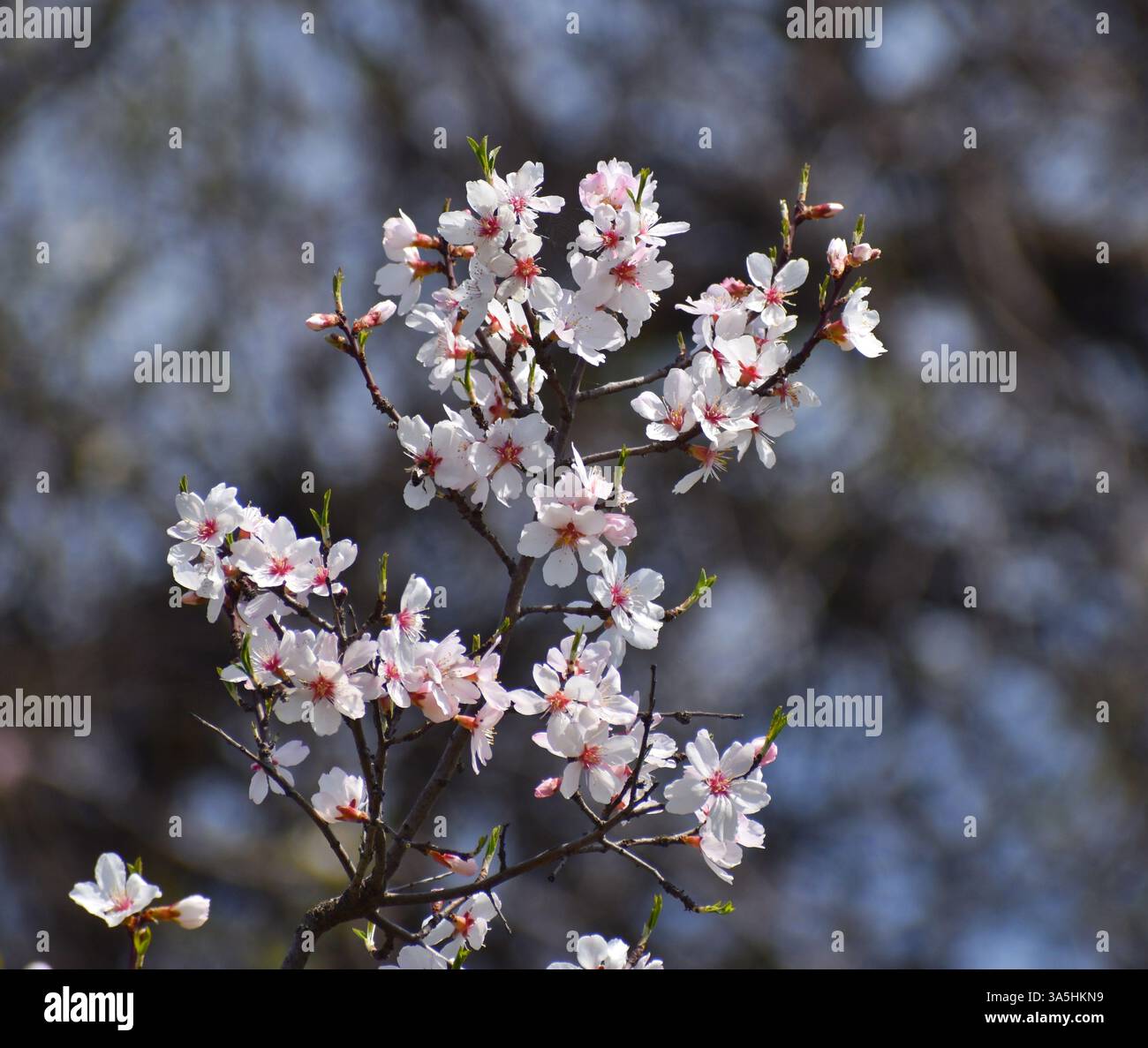white almond blossom flowers are seen early spring across Badawari ...