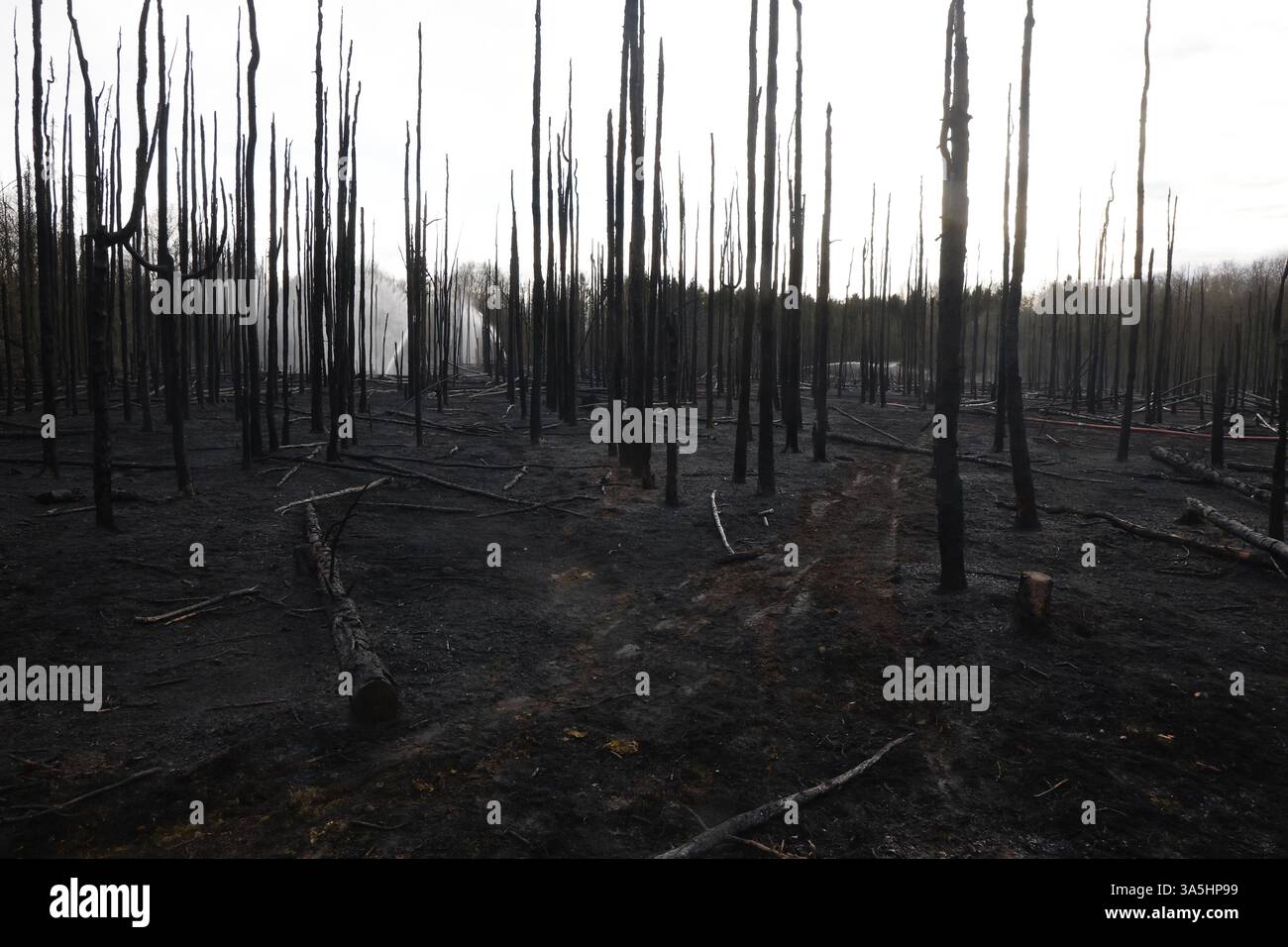 A heavy fire is currently raging in the Clingse woods, just across the ...