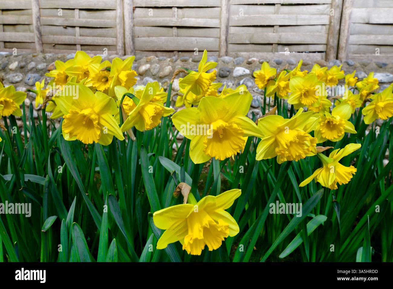 Jaunty daffodils hi-res stock photography and images - Alamy