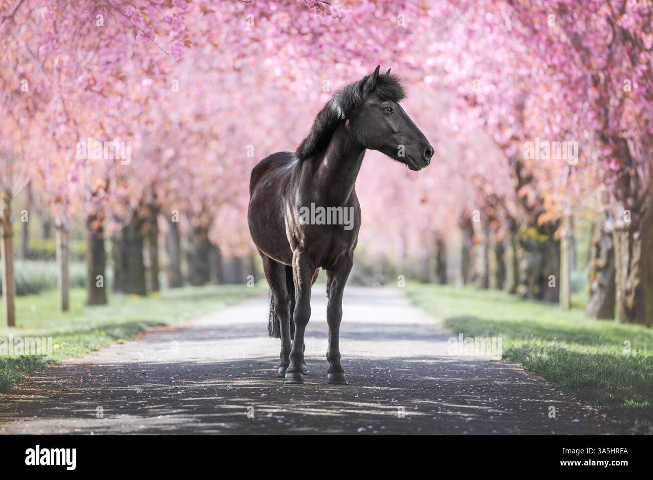 Cherry cross breed hi-res stock photography and images - Alamy
