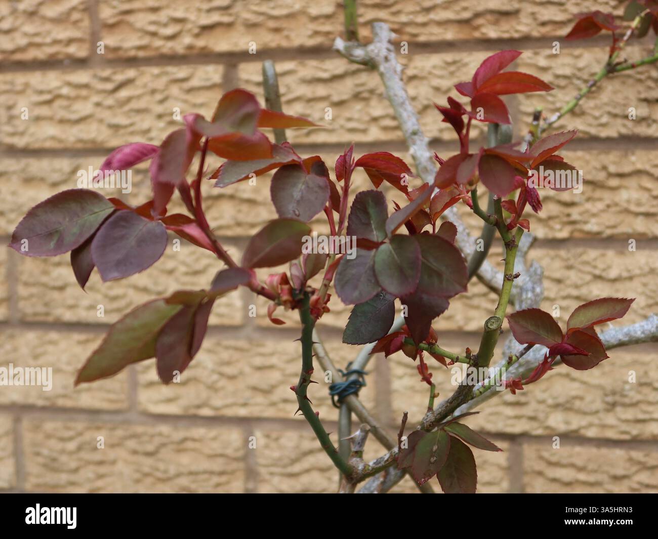 Spring foliage on roses: Signs of new growth in the copper-coloured ...