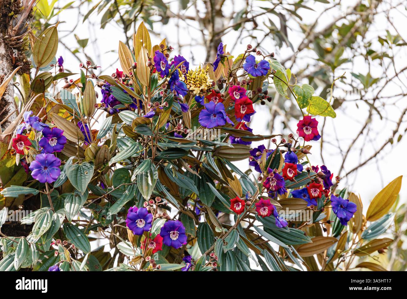 Flower Andesanthus lepidotus, synonym Tibouchina lepidota, known as ...