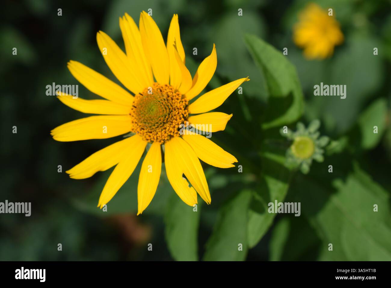 A close-up of a bright yellow Heliopsis flower with brown centers ...