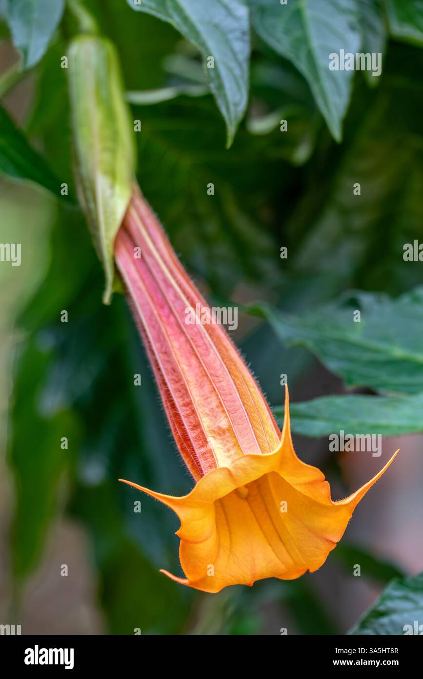Flower Brugmansia sanguinea, the red angels trumpet, is a species of ...