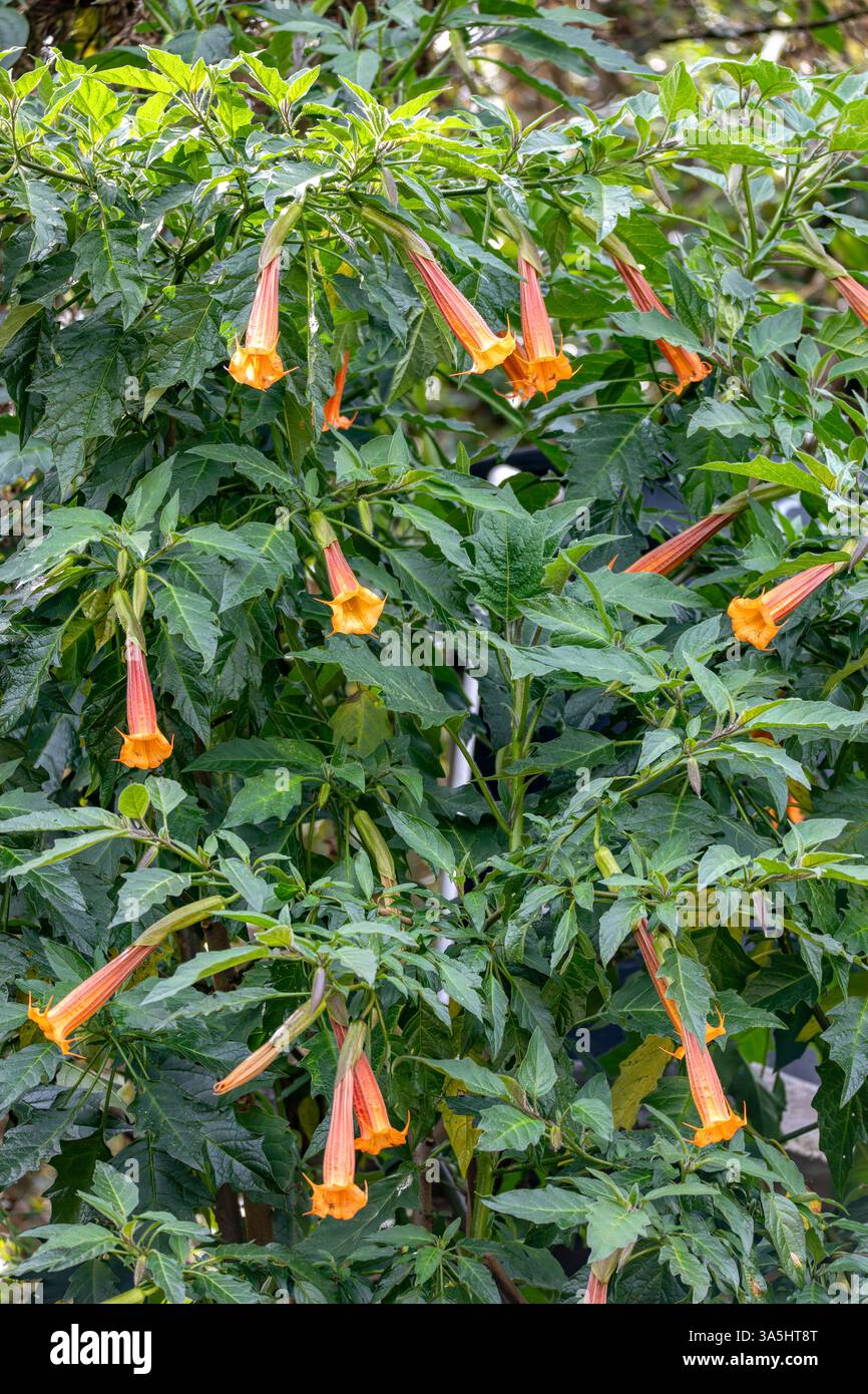 Flower Brugmansia sanguinea, the red angels trumpet, is a species of ...