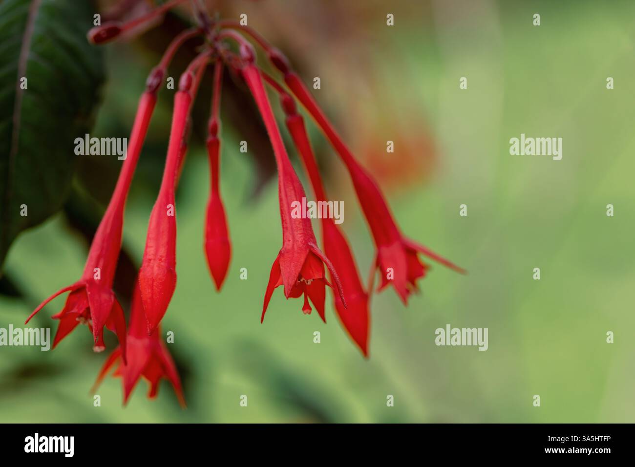 Red flower Fuchsia triphylla, one of over 110 species that comprise the ...