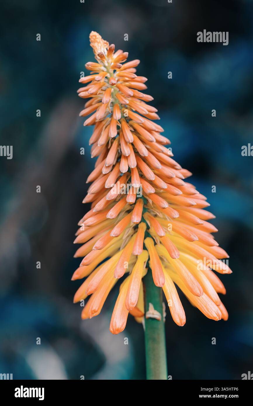 Flower Kniphofia uvaria, species of flowering plant in the family ...