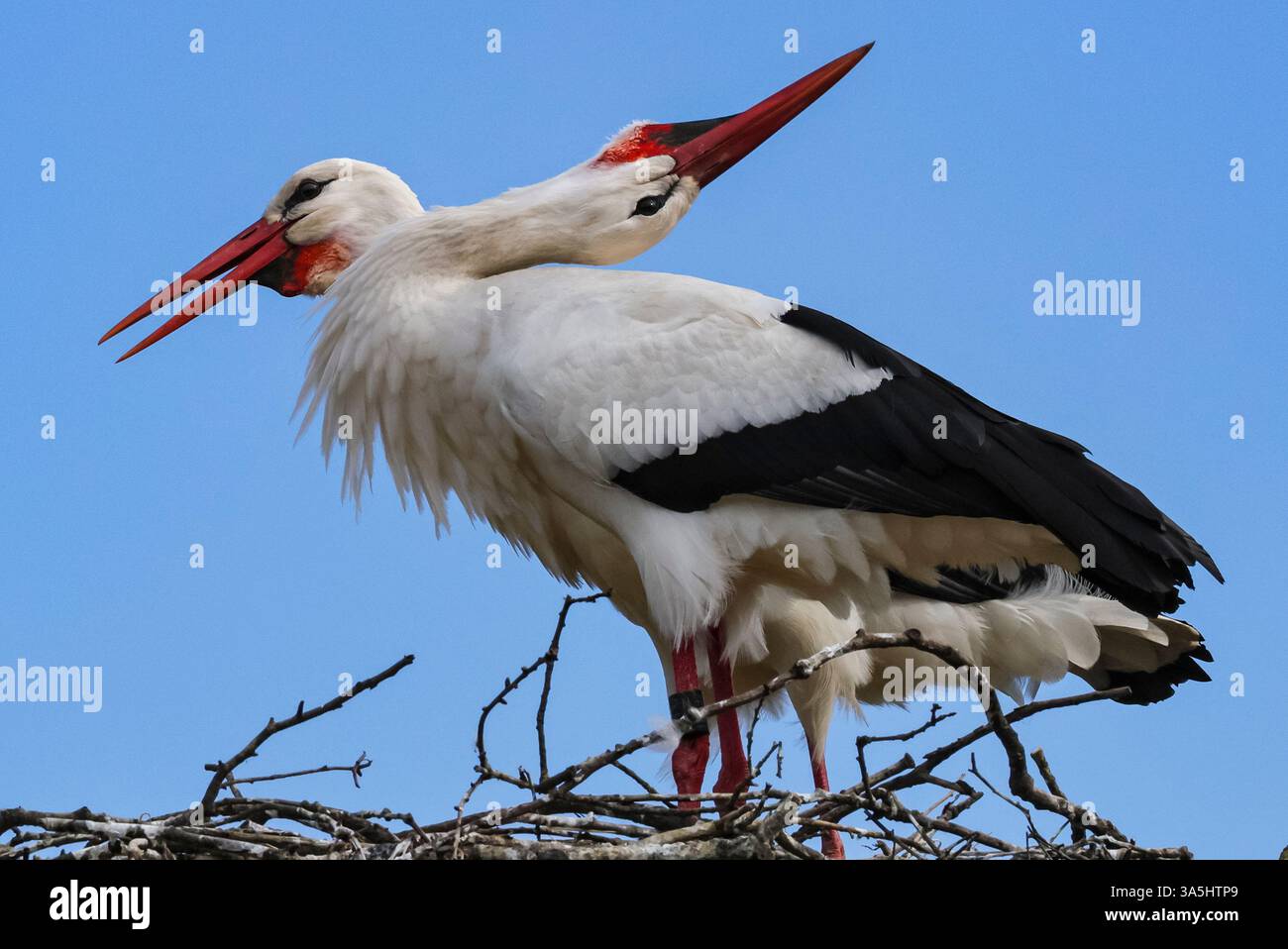 Borken, NRW, Germany, 22nd Mar 2025. A male and female white stork ...