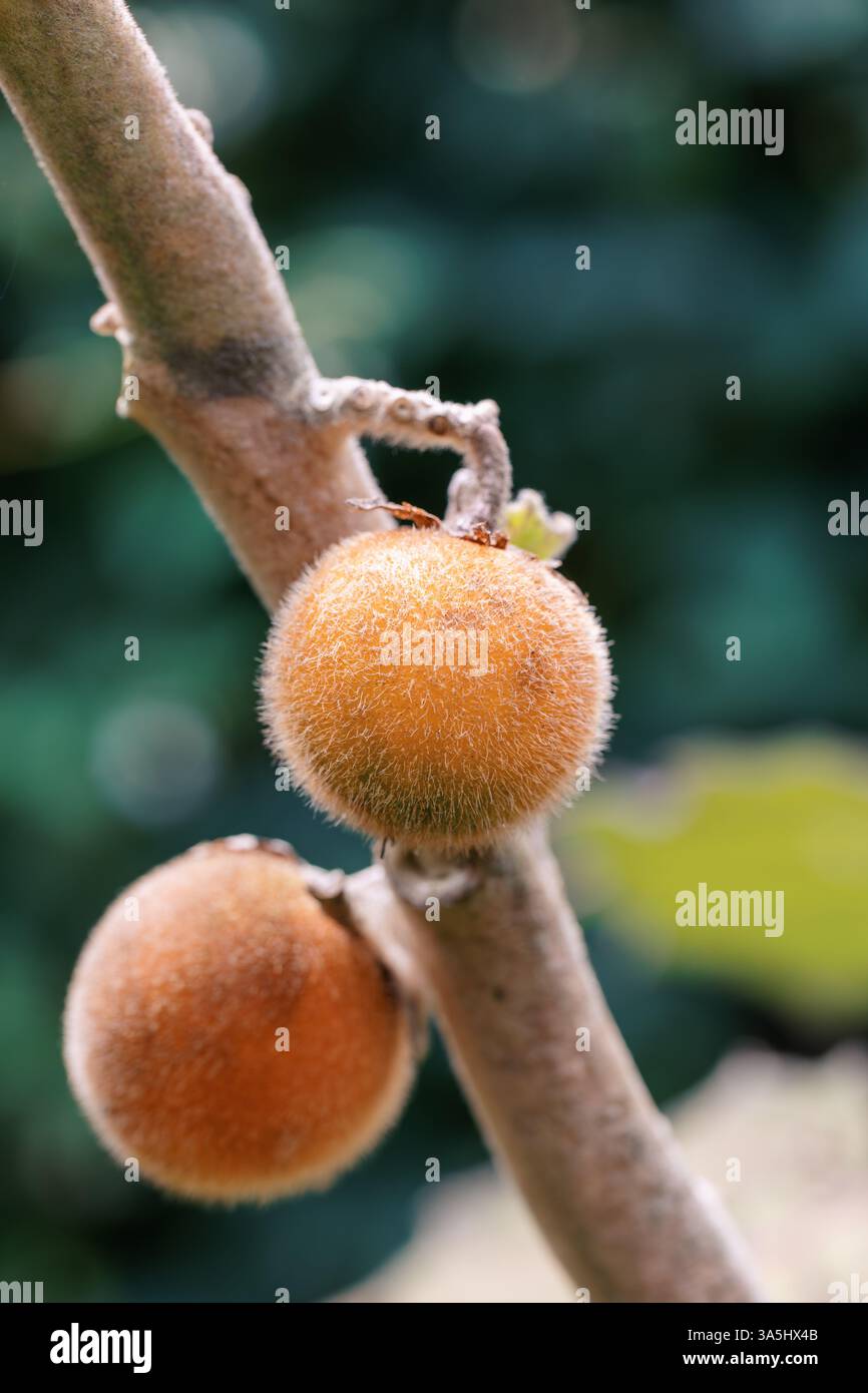 Naranjilla little orange plant hi-res stock photography and images - Alamy