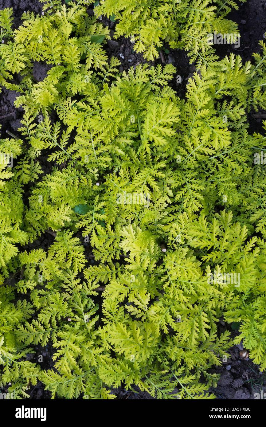 Tanacetum vulgare 'Isla Gold' - Common Tansy leaves in summer, Quebec ...